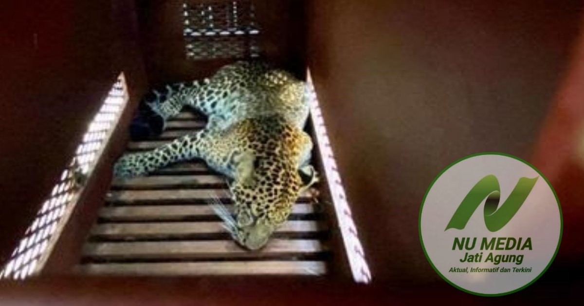 NU MEDIA JATI AGUNG - Momen Menegangkan, Evakuasi Macan Tutul di Hotel ...